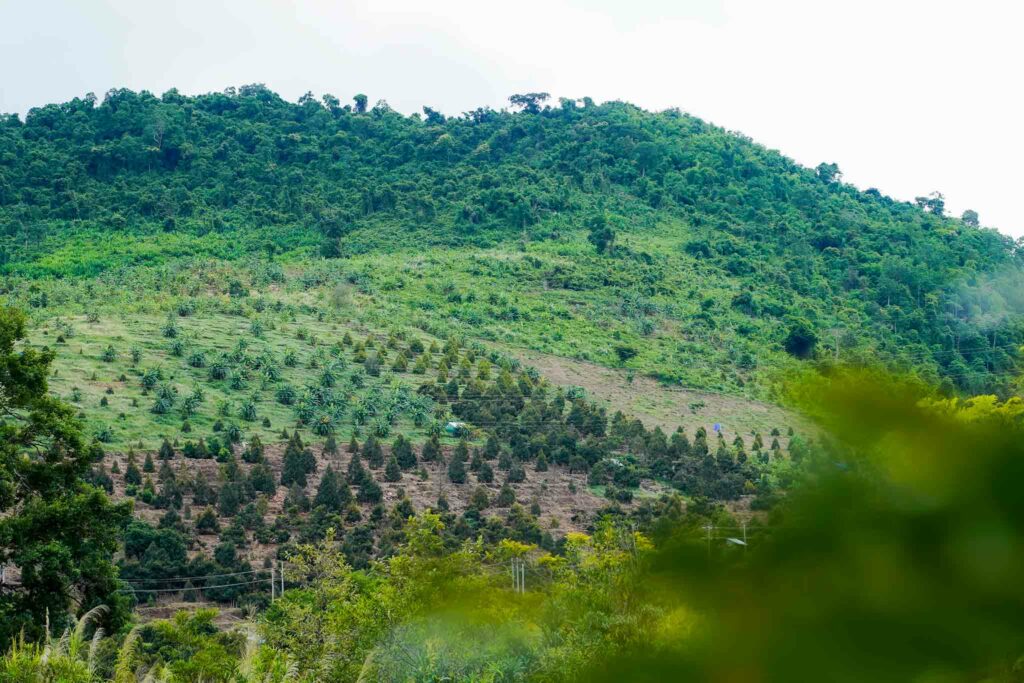 Durian Farm in Kampot - RiverTree Villa & Resort, Kampot Cambodia ...