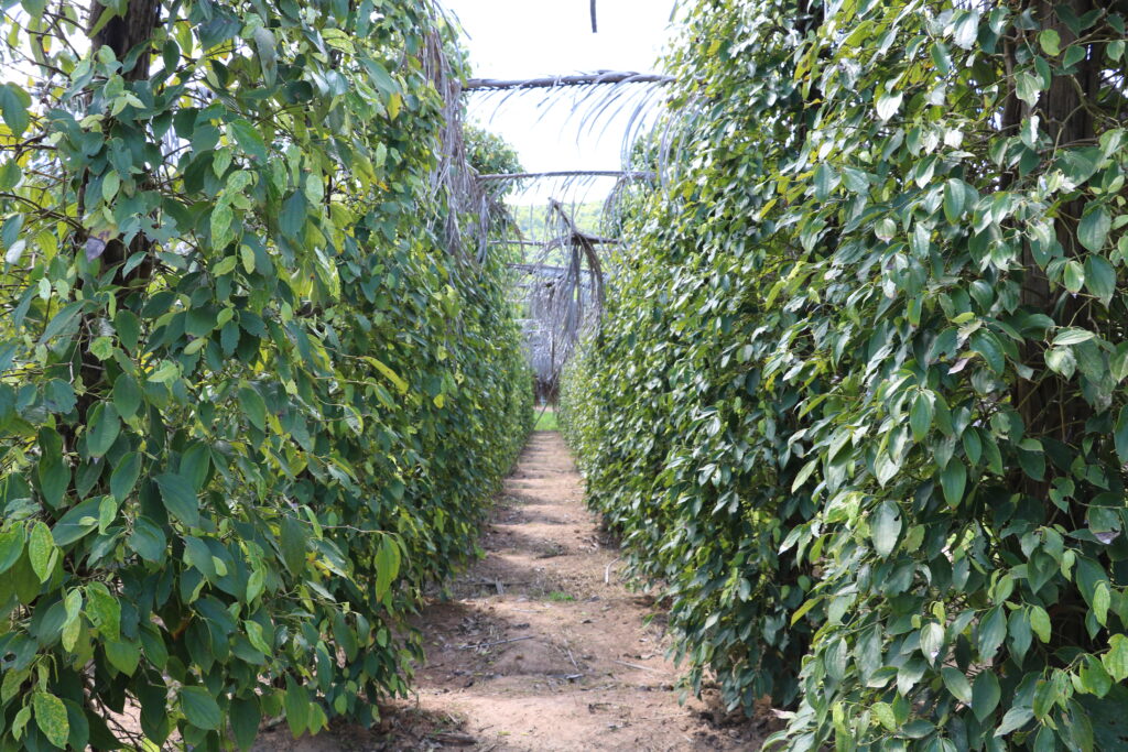 La Plantation Farm - RiverTree Villa & Resort, Kampot Cambodia ...