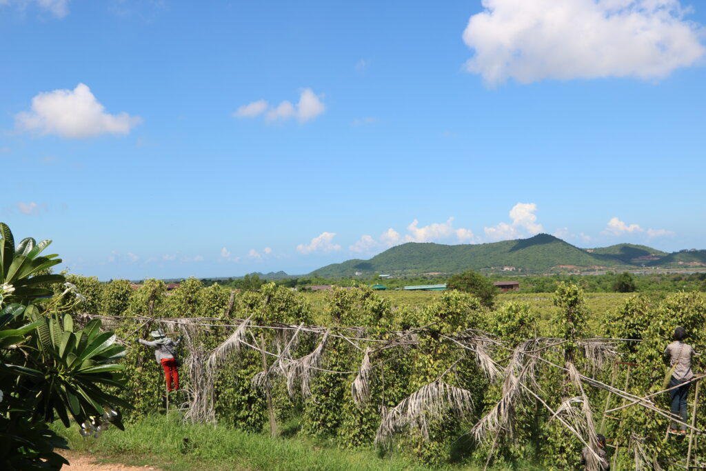 Kampot Pepper Farm - RiverTree Villa & Resort, Kampot Cambodia ...