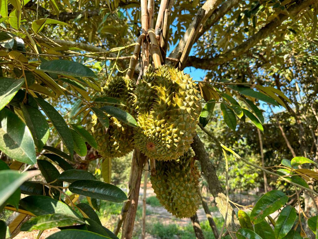 Durian Farm in Kampot - RiverTree Villa & Resort, Kampot Cambodia ...